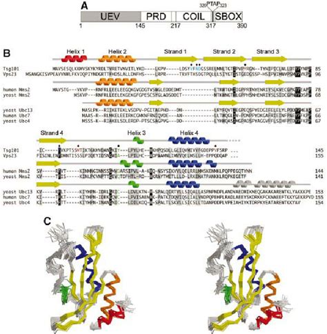 Sequence And Structure Of Tsg101 A Domain Organization Of Tsg101