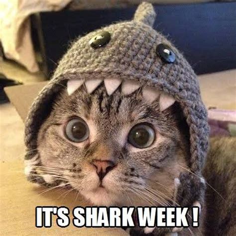 Best Shark Memes Ps Tech