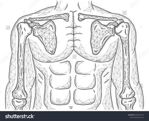 Polygonal Vector Illustration Shoulder Elbow Joints Stock Vector Royalty Free