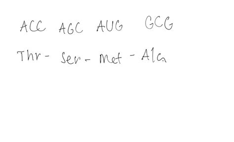 Solved Use Table 16 5 To Determine The Amino Acid Specified By The Dna Triplet Ctc What Amino