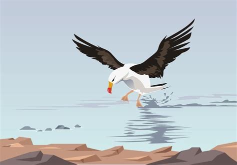 바다 벡터에서 비행 알바트 로스 Eps Svg Uidownload