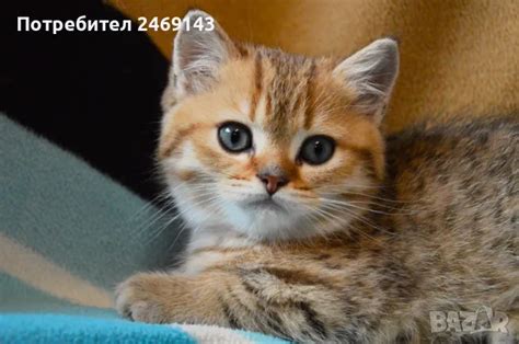 Златни чинчили с подарък стартов пакет храна в Британска късокосместа в