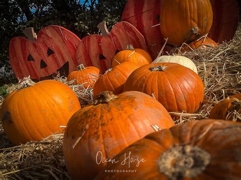 Pumpkins Album On Imgur