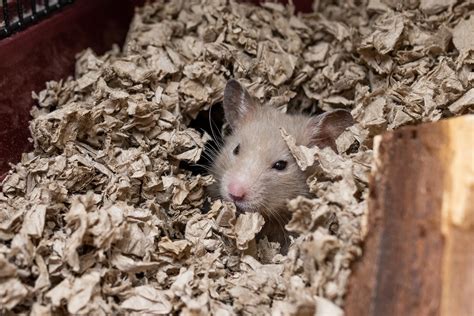 Rat domestique bien choisir sa cage à rat Monrat fr