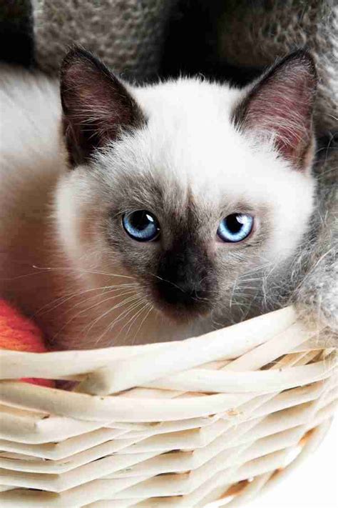 Siamese Hypoallergenic Cats Know All About Them
