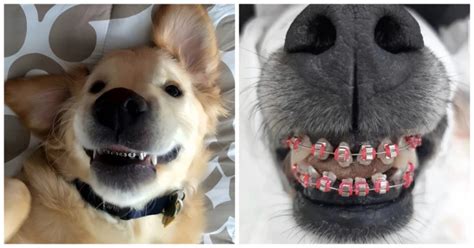 Can Dogs Have Braces To Fix Bad Teeth Real Life Story Of A Dog With