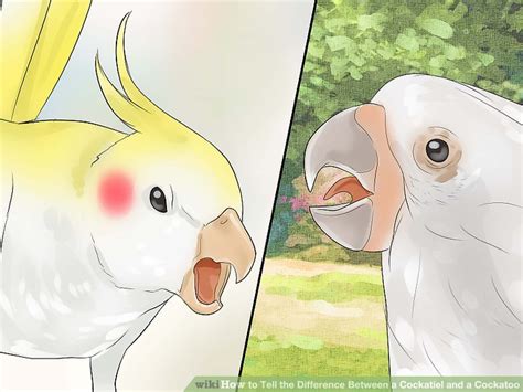 How To Tell The Difference Between A Cockatiel And A Cockatoo