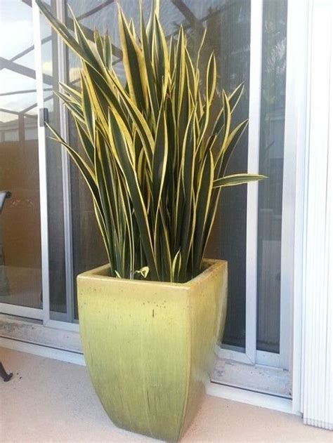 10 Stunning Snake Plant Varieties Worth Growing Artofit