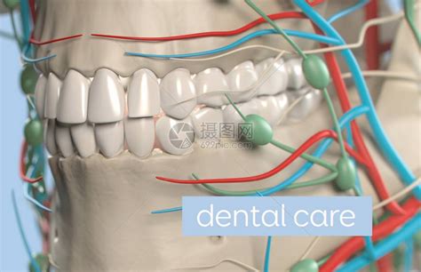 人类牙齿解剖模高清图片下载 正版图片 摄图网