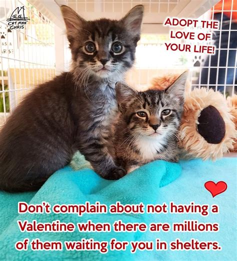 Cruise Planners Cat Lovers Meow Meow Cruise Home