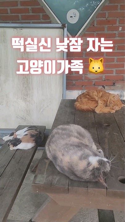 떡실신 잠자는 고양이 가족 Youtube