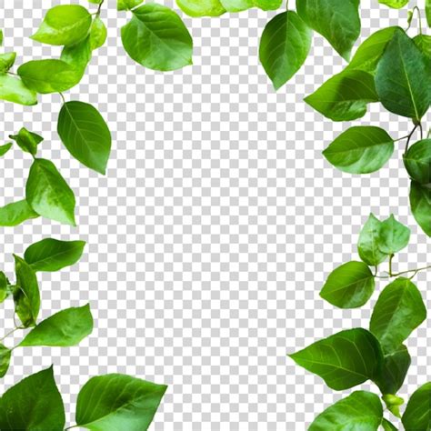 Зеленые листья на прозрачном фоне Премиум Ai сгенерированный Psd
