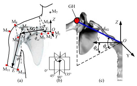 A Kinematic Model Of The Shoulder Complex Obtained From A Wearable Detection System