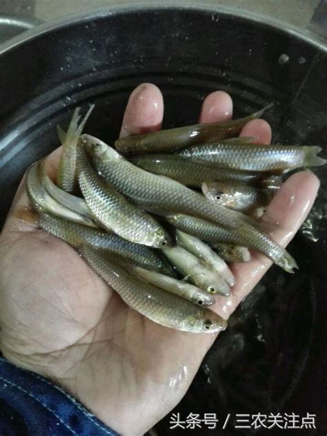 都是麥穗釣了一部分不好釣用兩個地籠定的 每日頭條