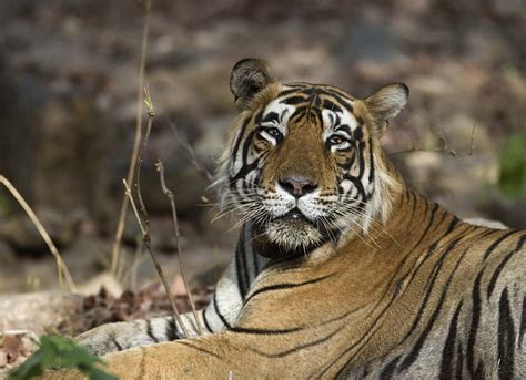 Dia Internacional Do Tigre Wikipédia A Enciclopédia Livre