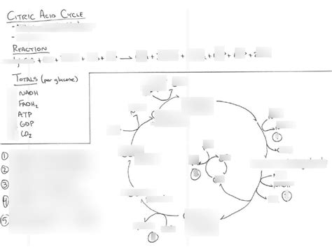 Citric Acid Cycle Diagram Quizlet
