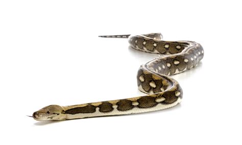 Reticulated Python Pet