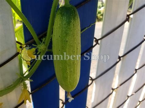 Yok Kao Cucumber Cucumber Shop