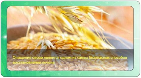 Овес для лечения почек, желудка, кишечника, печени, суставов, очищения ...