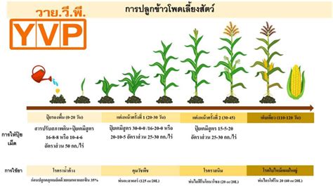 ตารางการปลูก การใส่ปุ๋ยข้าวโพด ทุกช่วงอายุ ให้ฝักใหญ่ Yvp Group