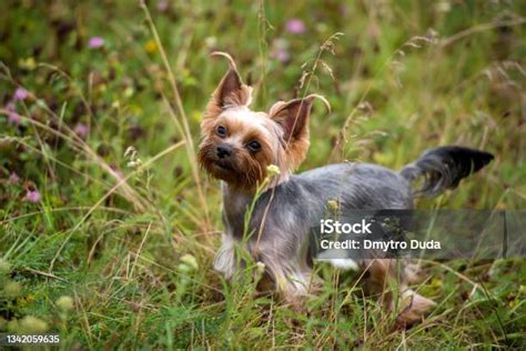 여름 야외에서 녹색 잔디에 포즈 귀여운 요크셔 테리어 개 초상화 무료 공간 요크셔테리어에 대한 스톡 사진 및 기타 이미지 요크셔테리어 놀이 0명 Istock