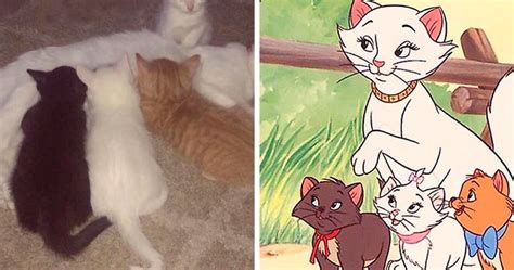 Owners Named Their Cat Duchess And Then She Gave Birth To All Of “the