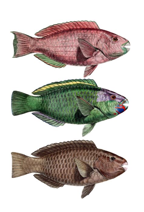 50 000개 이상 무료 물고기 그림 및 물고기 일러스트레이션 Pixabay