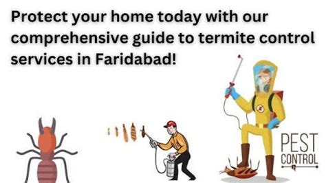Effective Termite Management Services In Gurgaon Urbanpestcontrol