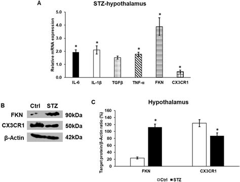 Mrna A And Western Blot B C Analyses Of The Target Genes Of