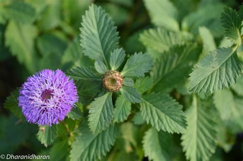 Centratherum Punctatum Cass Species