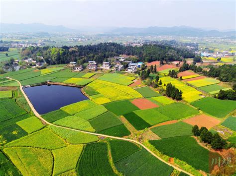 德阳中江：阳春三月，千亩油菜花竞相开放四川在线