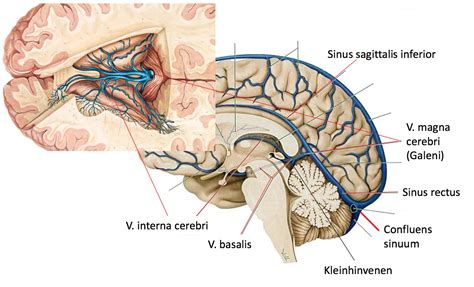 Vv Profundae Cerebri Neuroanatomie Dura Mater Sinus Durae Matris