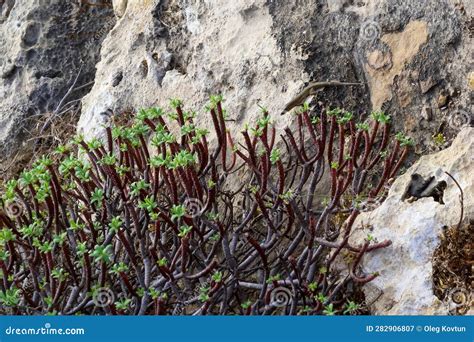 Euphorbia Sp Poisonous Succulent Plant With Succulent Stem On Erosional Coastal Cliffs Of Gozo