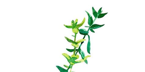 Thymian Hübner® Heilpflanzen