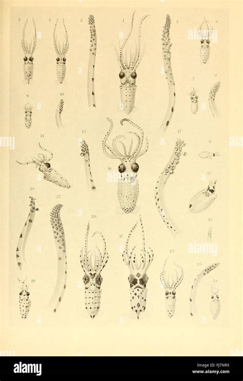 A Detailed Illustration Of Cephalopods Including Squid And Octopus