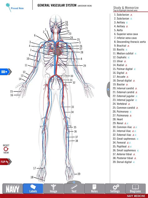 Vascular Families Chart Causes Of Symptoms And Symptom Persistence In