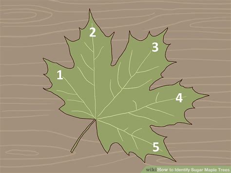 3 Ways To Identify Sugar Maple Trees WikiHow