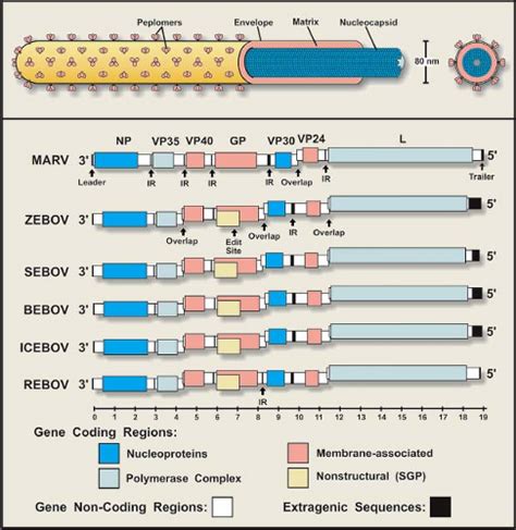 Filoviridae Marburg And Ebola Viruses Basicmedical Key