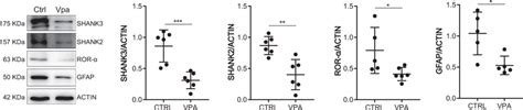 Shank3 Shank2 Ror α And Gfap Proteins Are Downregulated In Vpa Mice