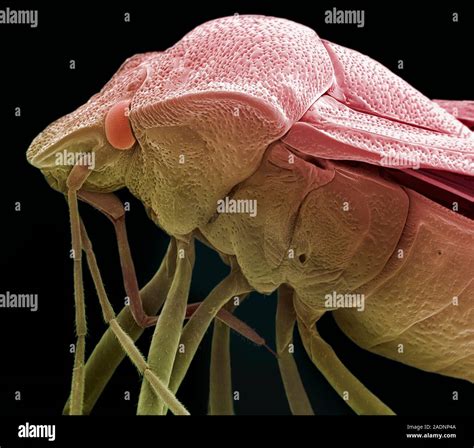 Green Shield Bug Palomena Prasina Coloured Scanning Electron