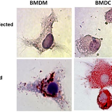 Five Day Cultures Of Bmdm Generated With 30 L929 Conditioned Medium