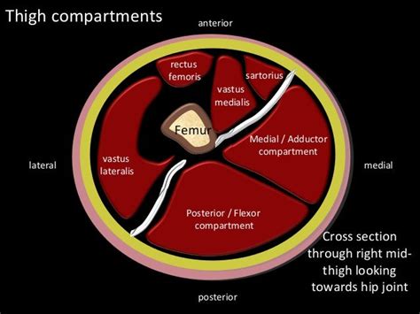 Slideshow Anterior Thigh