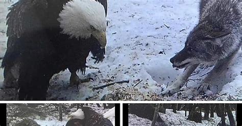 Eagle Vs Coyote