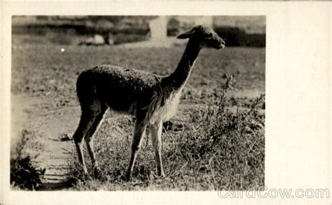 The Vicuna Peru