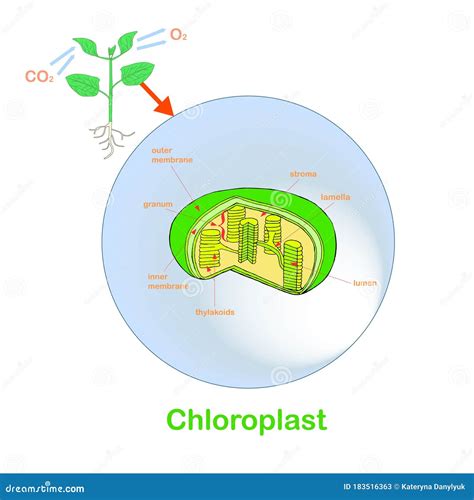 Chloroplast Structure Cartoon Vector 55313545