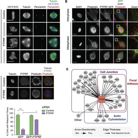 Ptprf Is A Crucial Component Of Extracellular Mitotic Retraction Fibers Download Scientific