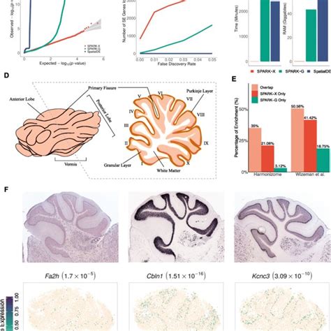Analyzing Mouse Olfactory Bulb Hdst Data A Hande Image Of Mouse