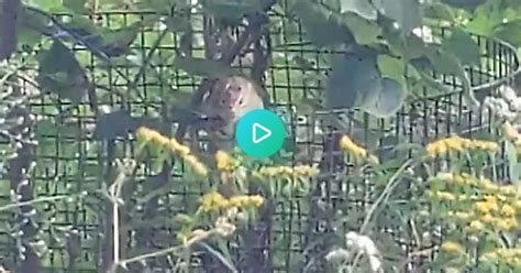 Squeaking Squirrel Album On Imgur