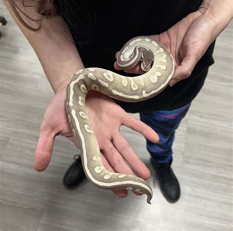 python regius ball python mystic potion female 2 mys p f2