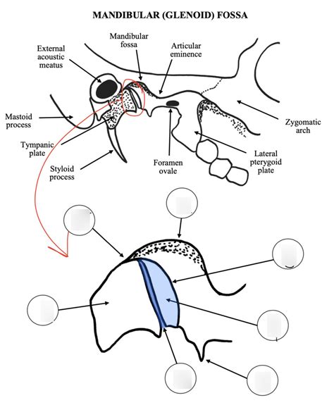2 Figure Mandibular Glenoid Fossa Diagram Quizlet